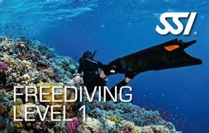 The 14 Best Freediving Movies of All Time! Stuff to Share!